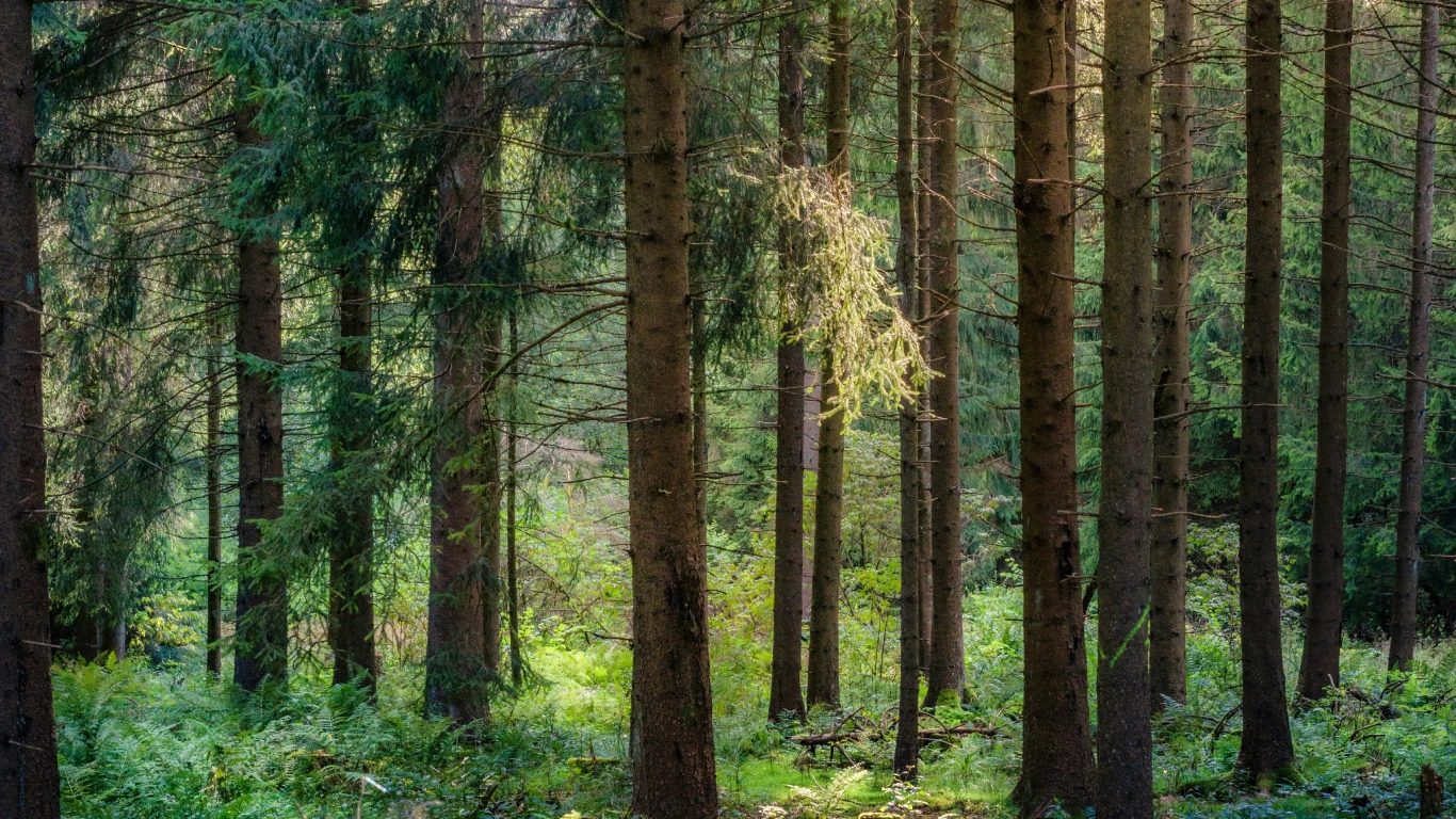 Cum să primești 754 de lei gratis pentru fiecare hectar de pădure ...